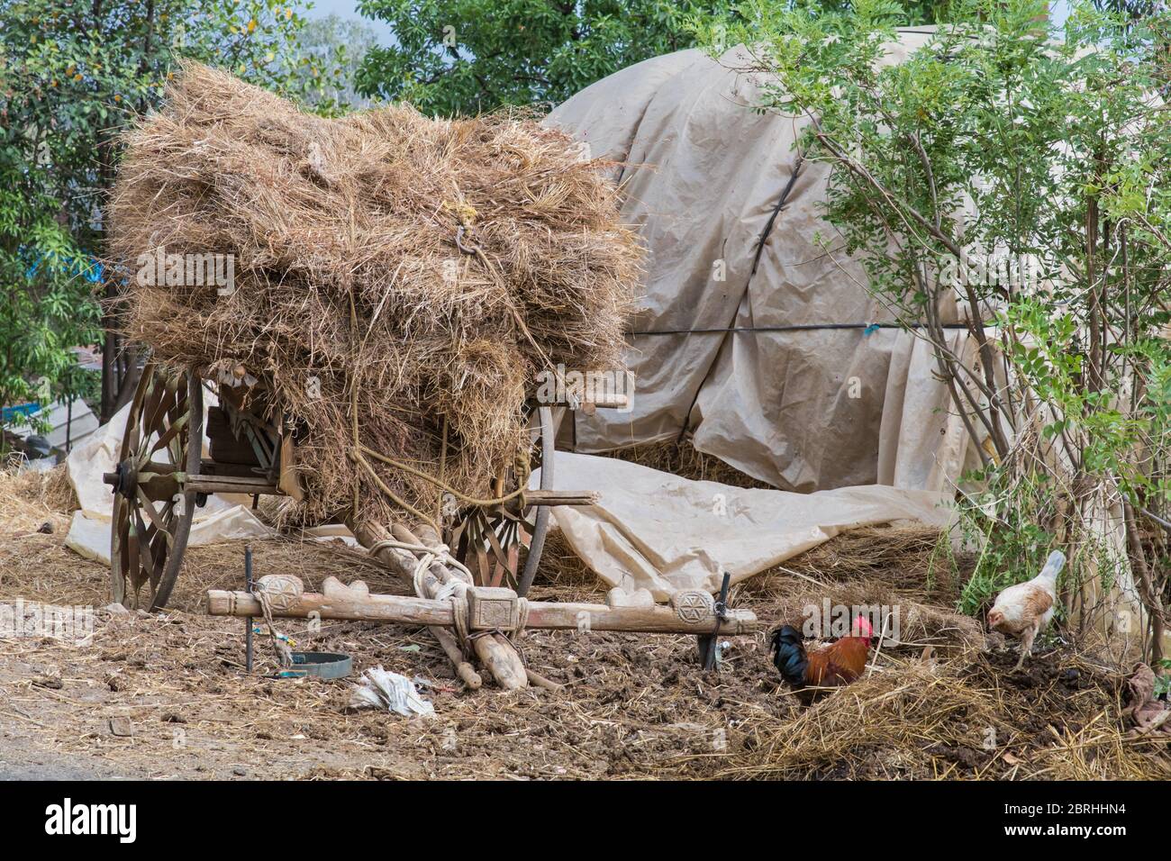 indian village scene : a bullock cart filled with dry grass with a ...