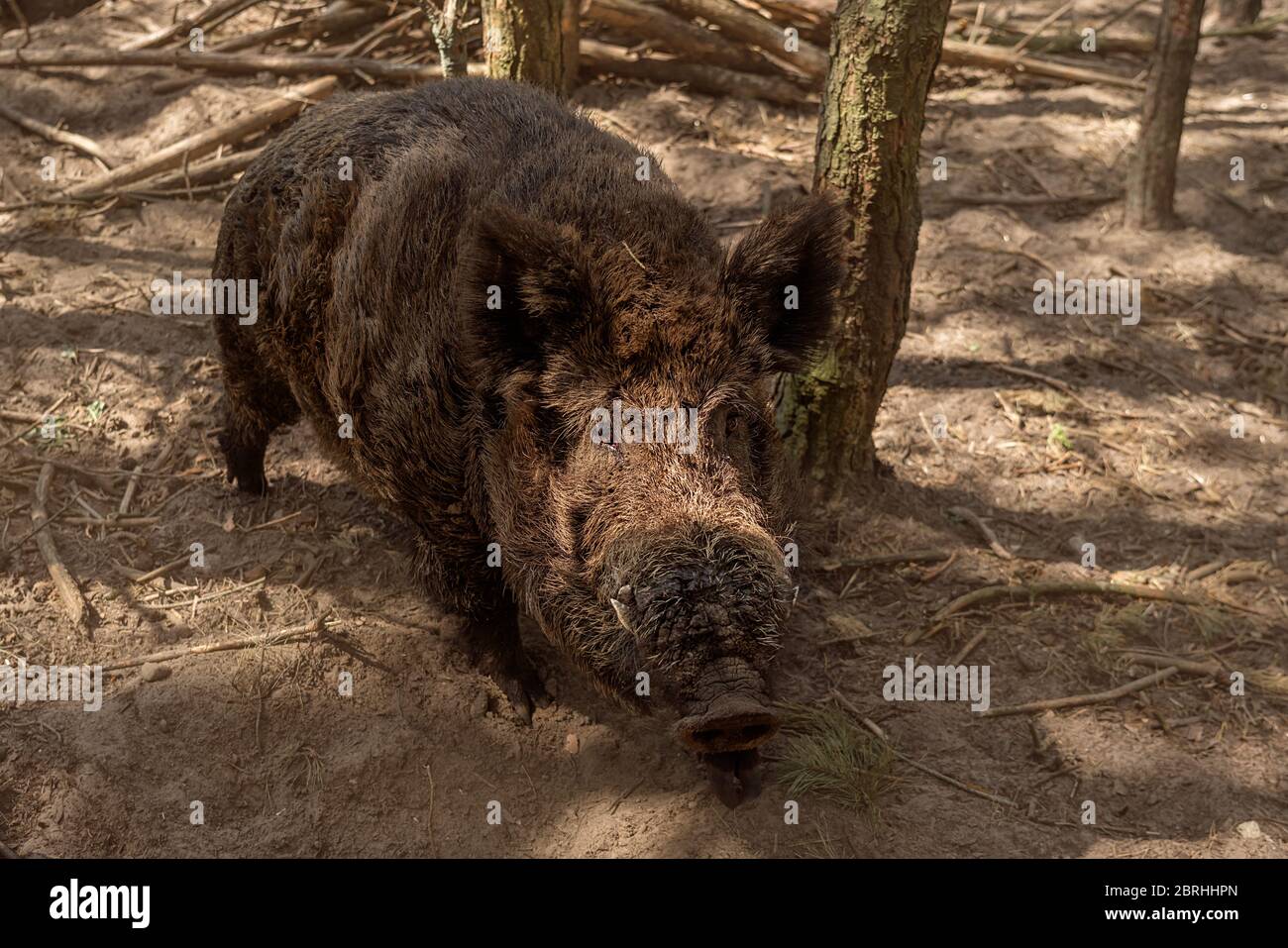 Wild boar in the forest Stock Photo - Alamy