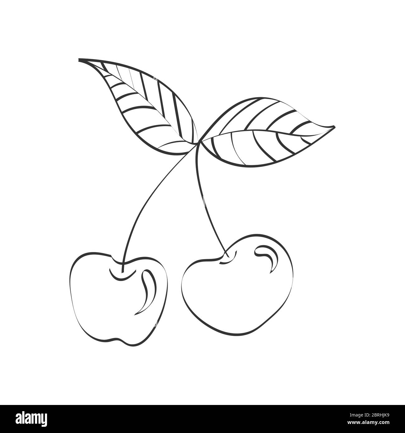 Cherry. Vector hand drawn illustration isolated on a white background ...