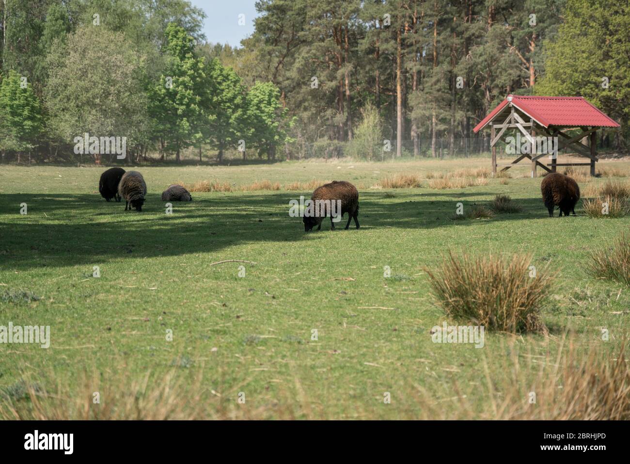 Domestic sheep (lamb) on a farm field Stock Photo - Alamy