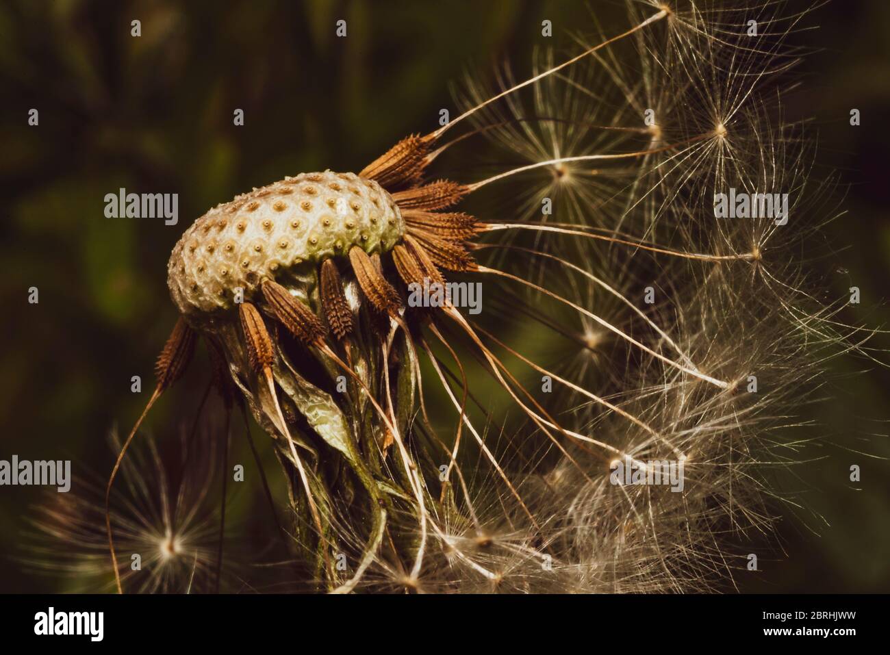 Macrophoto of dandelion seeds, close-up, seeds, color photo, Dandelion ...