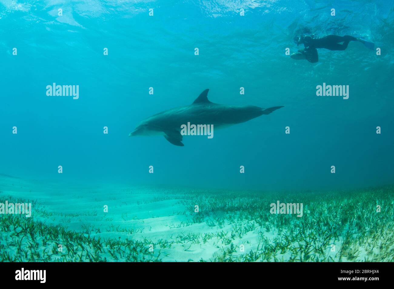 A Common Bottlenose dolphin, Tursiops truncatus, cruises playfully ...