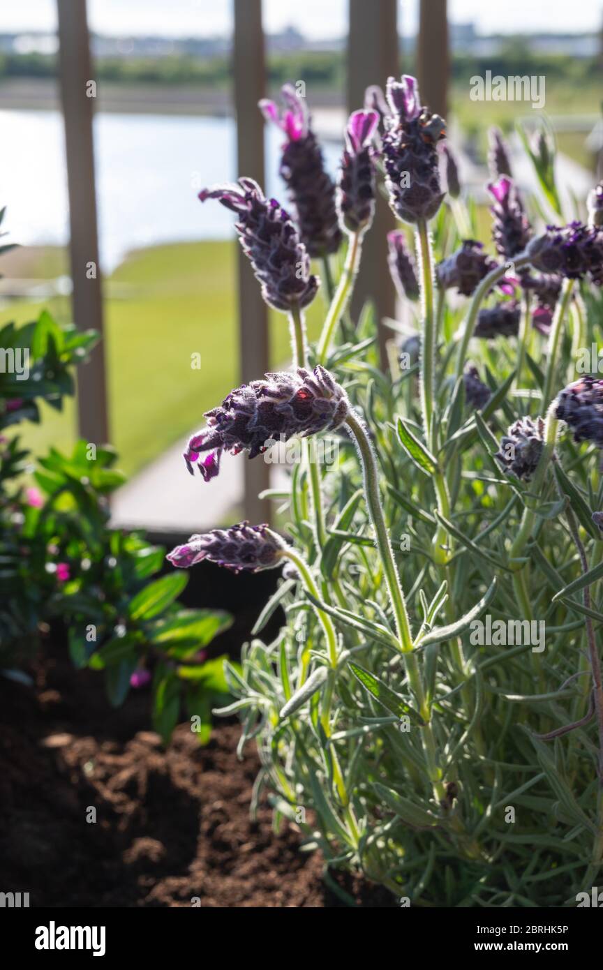 A close-up view of a newly planted purple lavender plant on a planter ...
