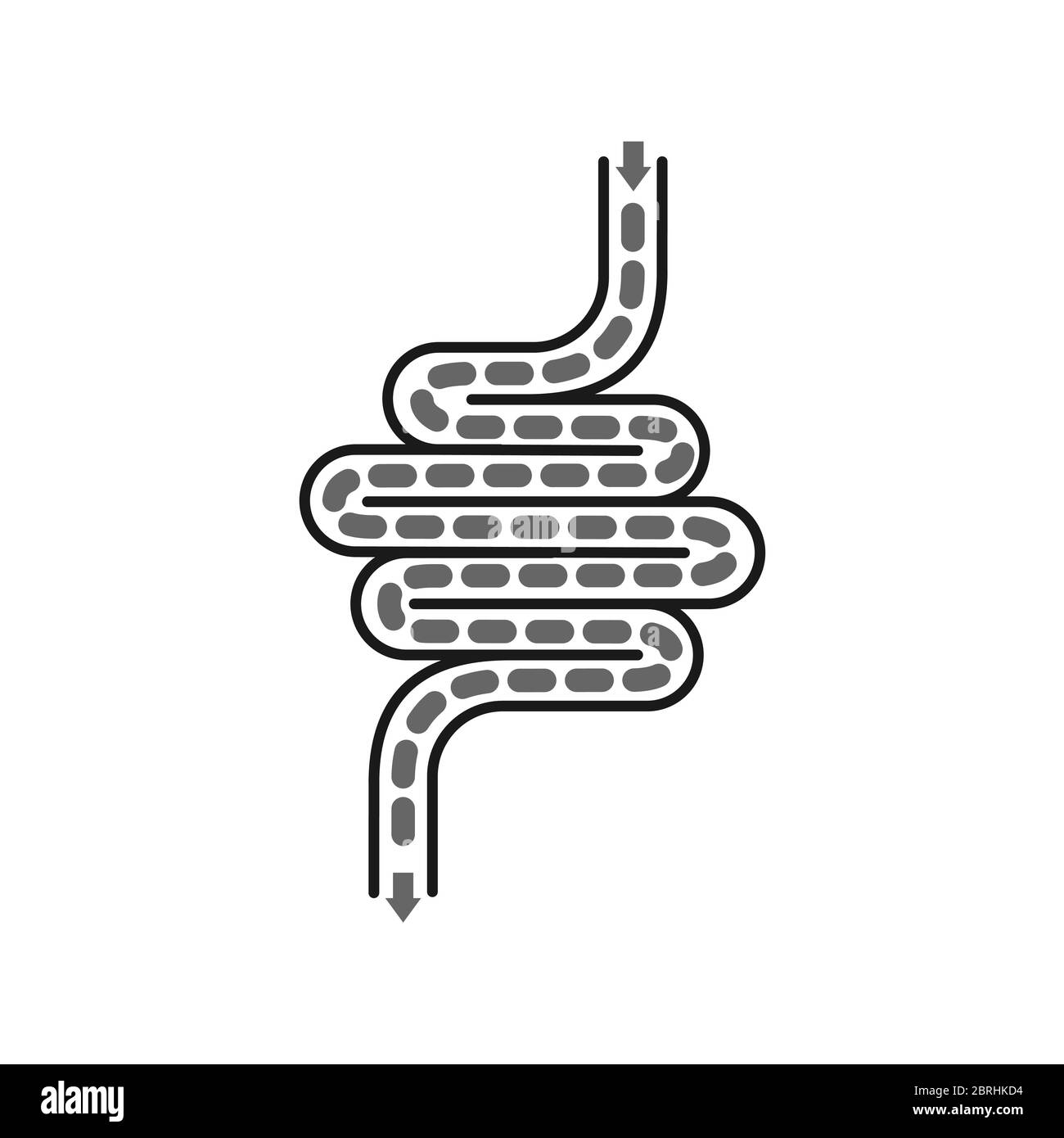 Intestine. Vector design. Stock illustration isolated on a white ...