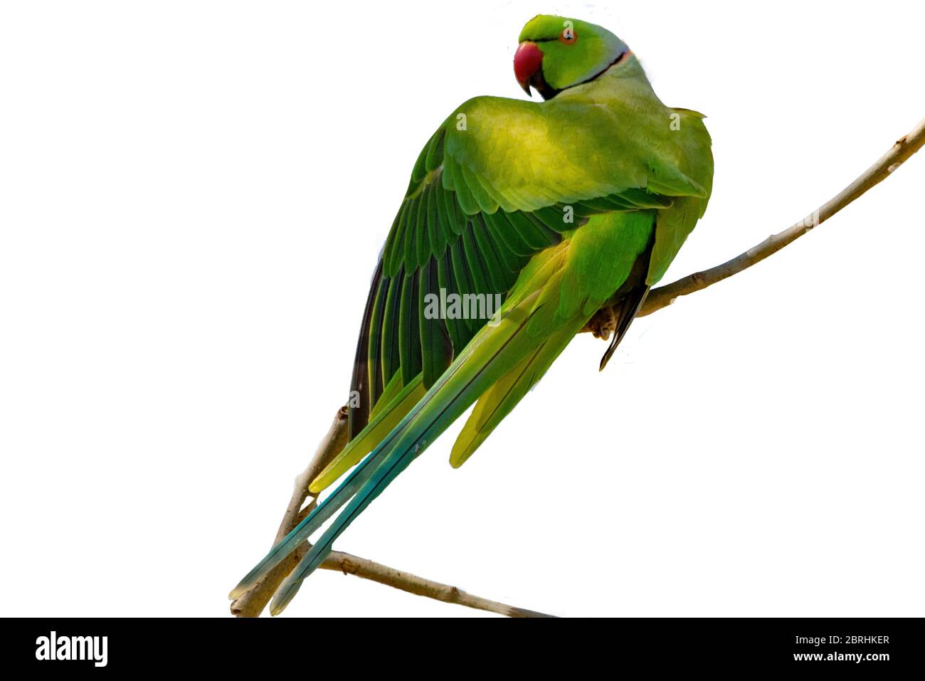 Parrot In Green And Blue Colors Isolated On A Transperant Background ...
