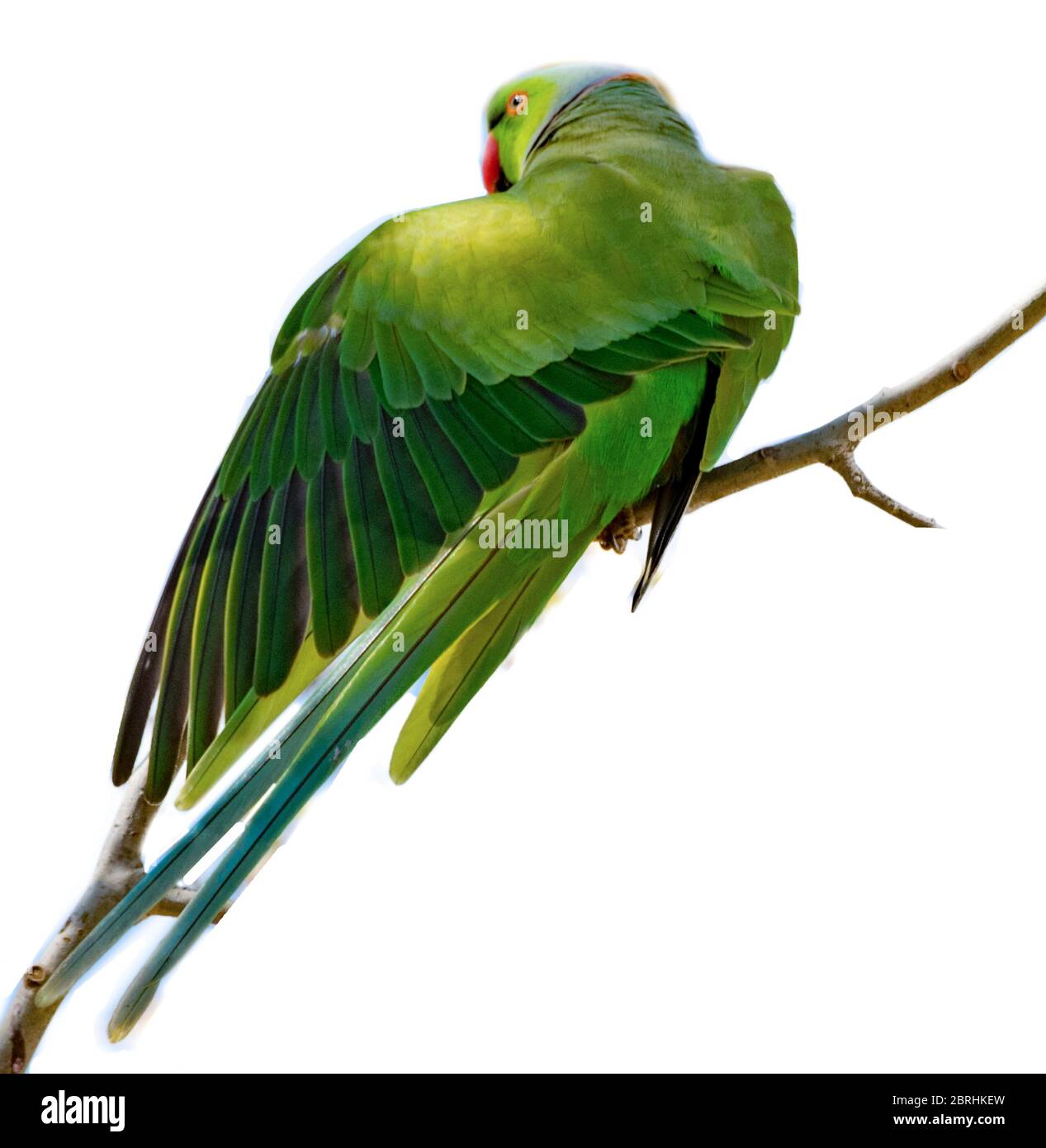 Parrot In Green And Blue Colors Isolated On A Transperant Background ...