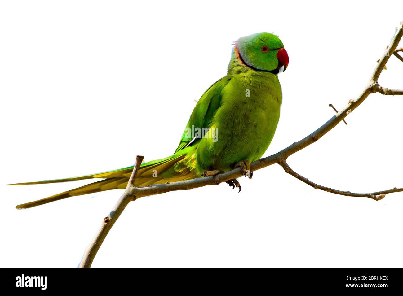 Parrot In Green And Blue Colors Isolated On A Transperant Background ...