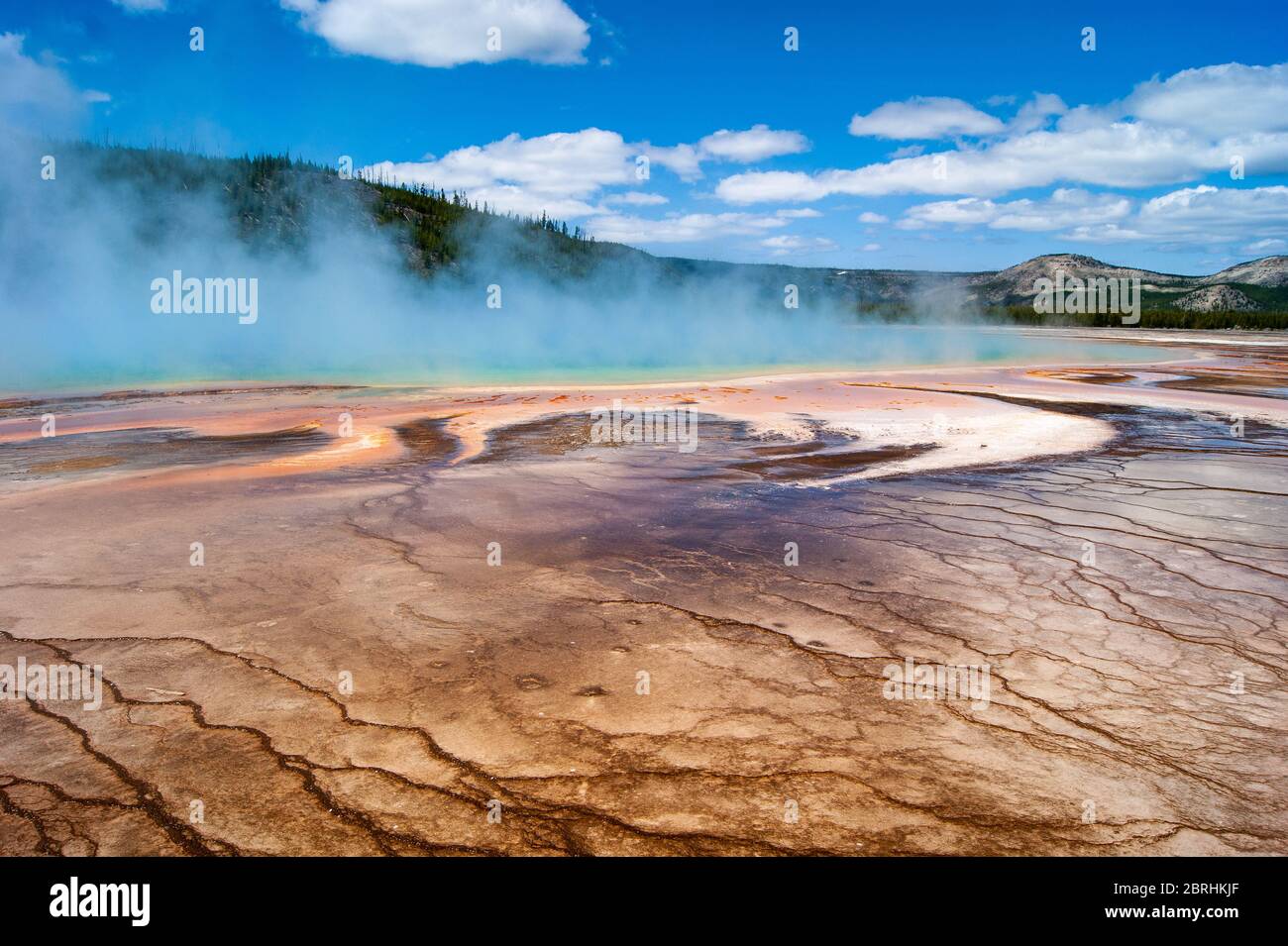Veiny patterns hi-res stock photography and images - Alamy