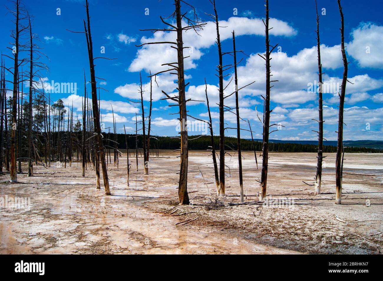 Dead Trees near a Hot Spring Stock Photo - Alamy