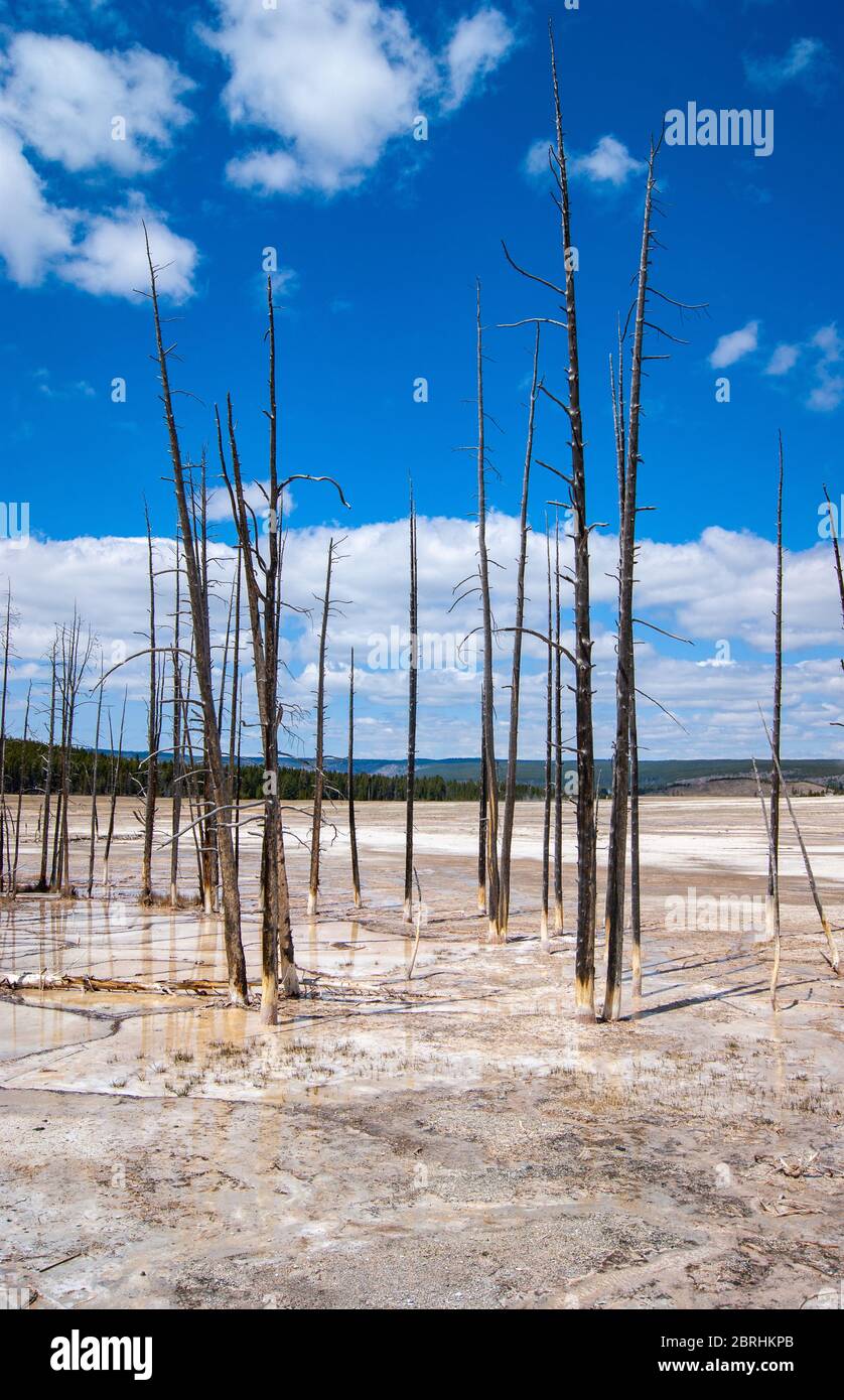 Dead Hot Spring Trees Stock Photo - Alamy