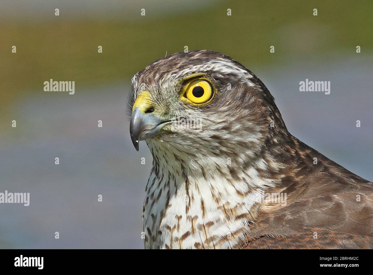 Close Up Sea Hawk High Resolution Stock Photography and Images - Alamy