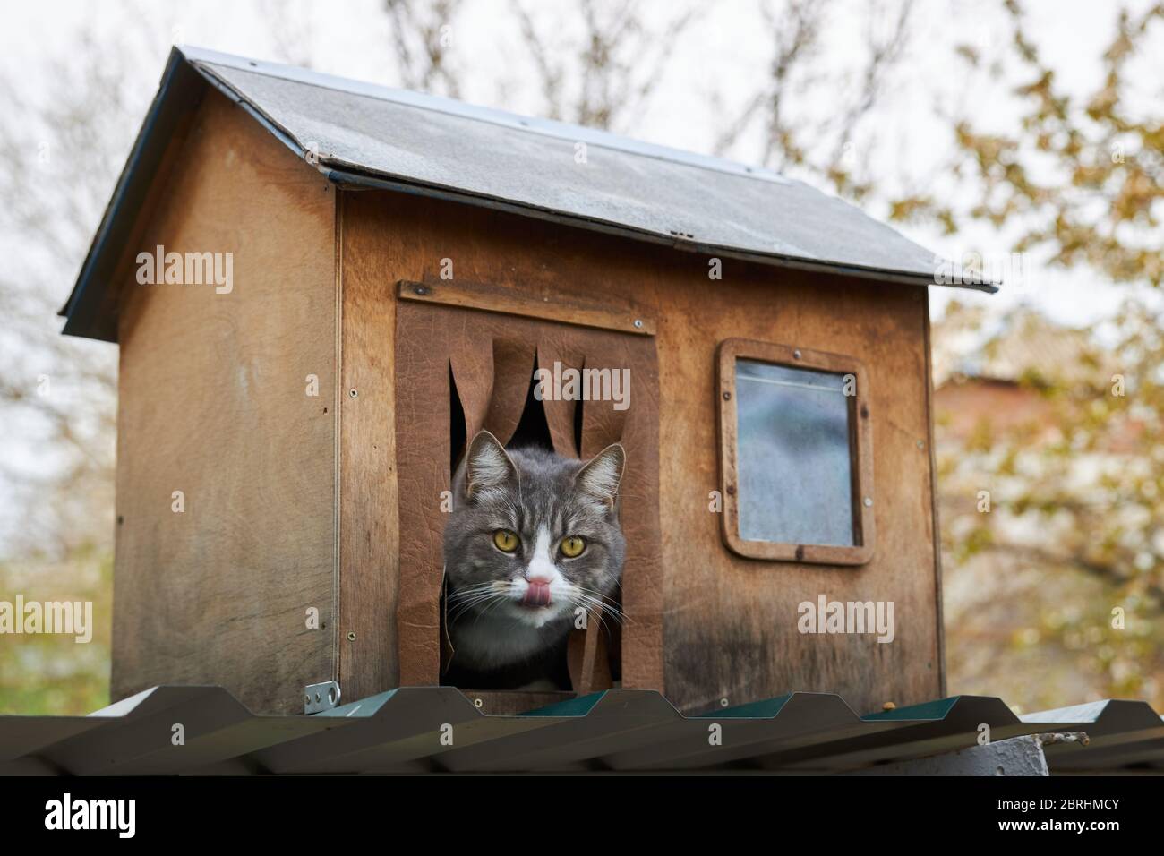Gray cat sits in his wooden house, sticking his head out and licking ...