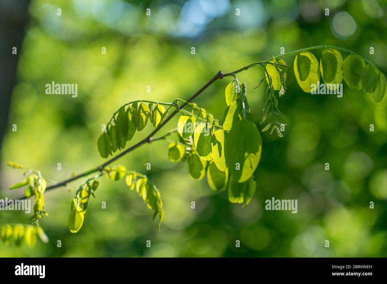 Green leaves of Robinia pseudoacacia in sunlight Stock Photo - Alamy