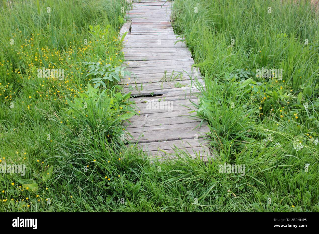 A wooden path in the grass with yellow buttercup flowers, and reeds ...