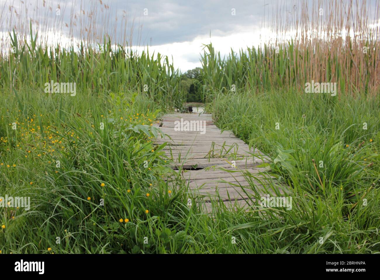 A wooden path in the grass with yellow buttercup flowers, and reeds ...