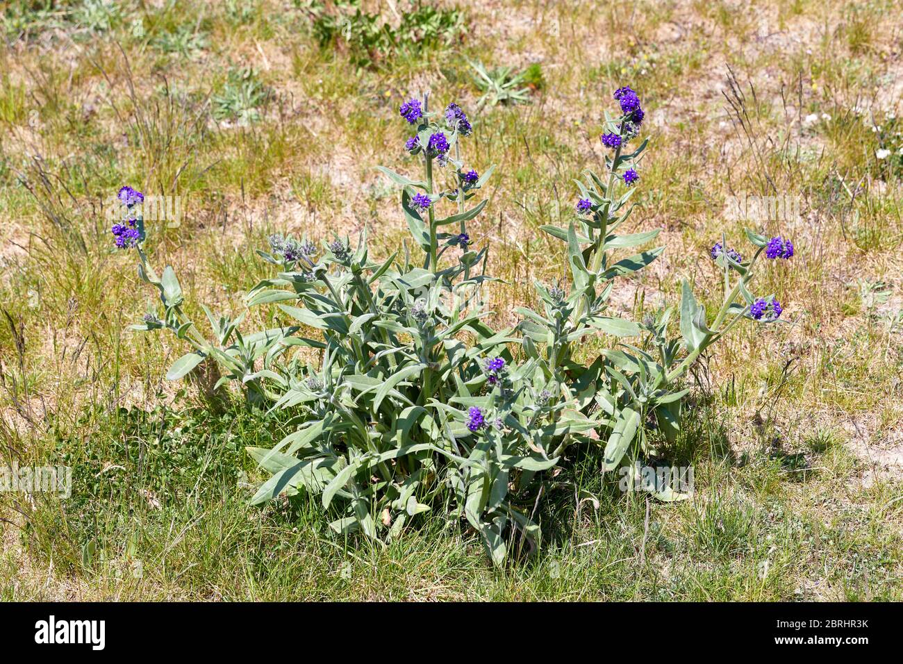 Common bugloss (Anchusa officinalis Stock Photo - Alamy