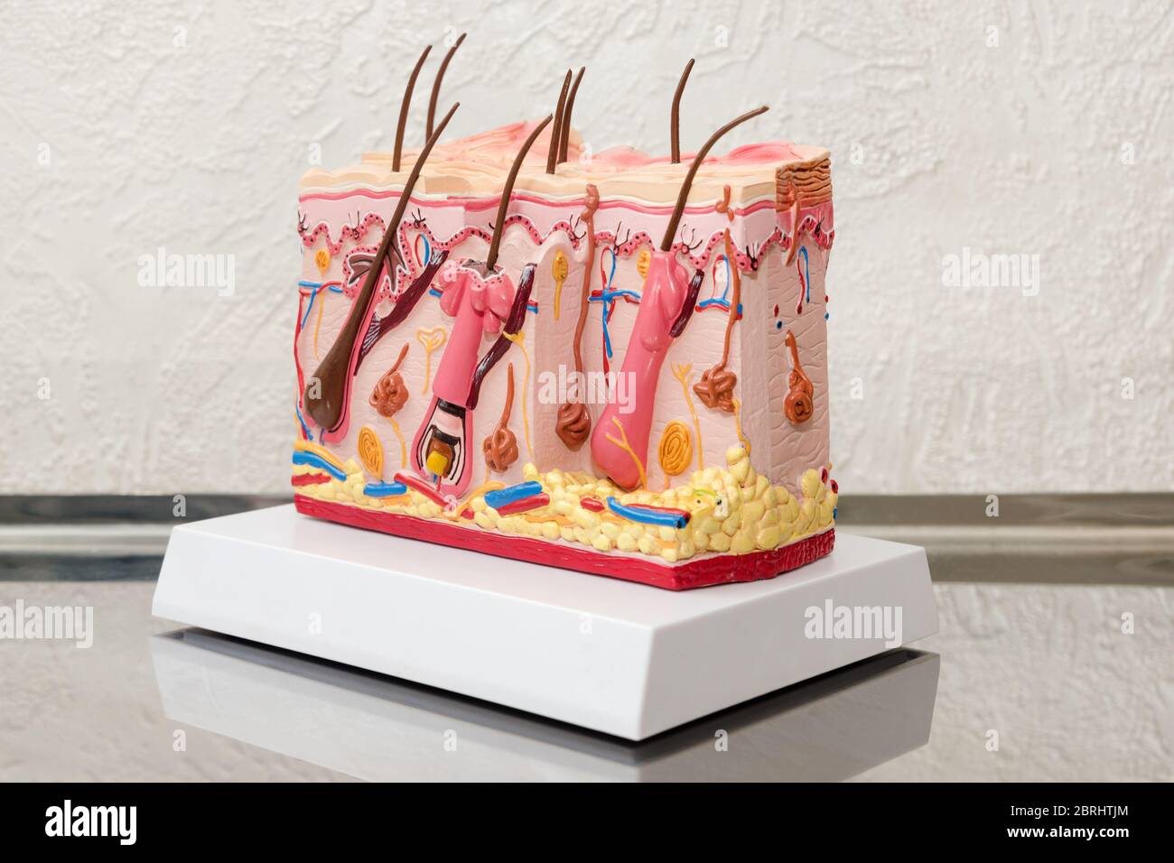 The Human Skin Cross-Section plastic model. Detailed human skin ...