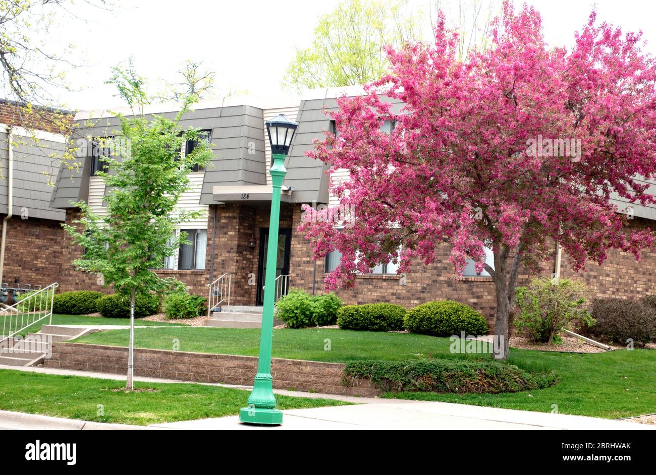 Beautiful blooming purple fruit tree in the front yard of a condominium ...