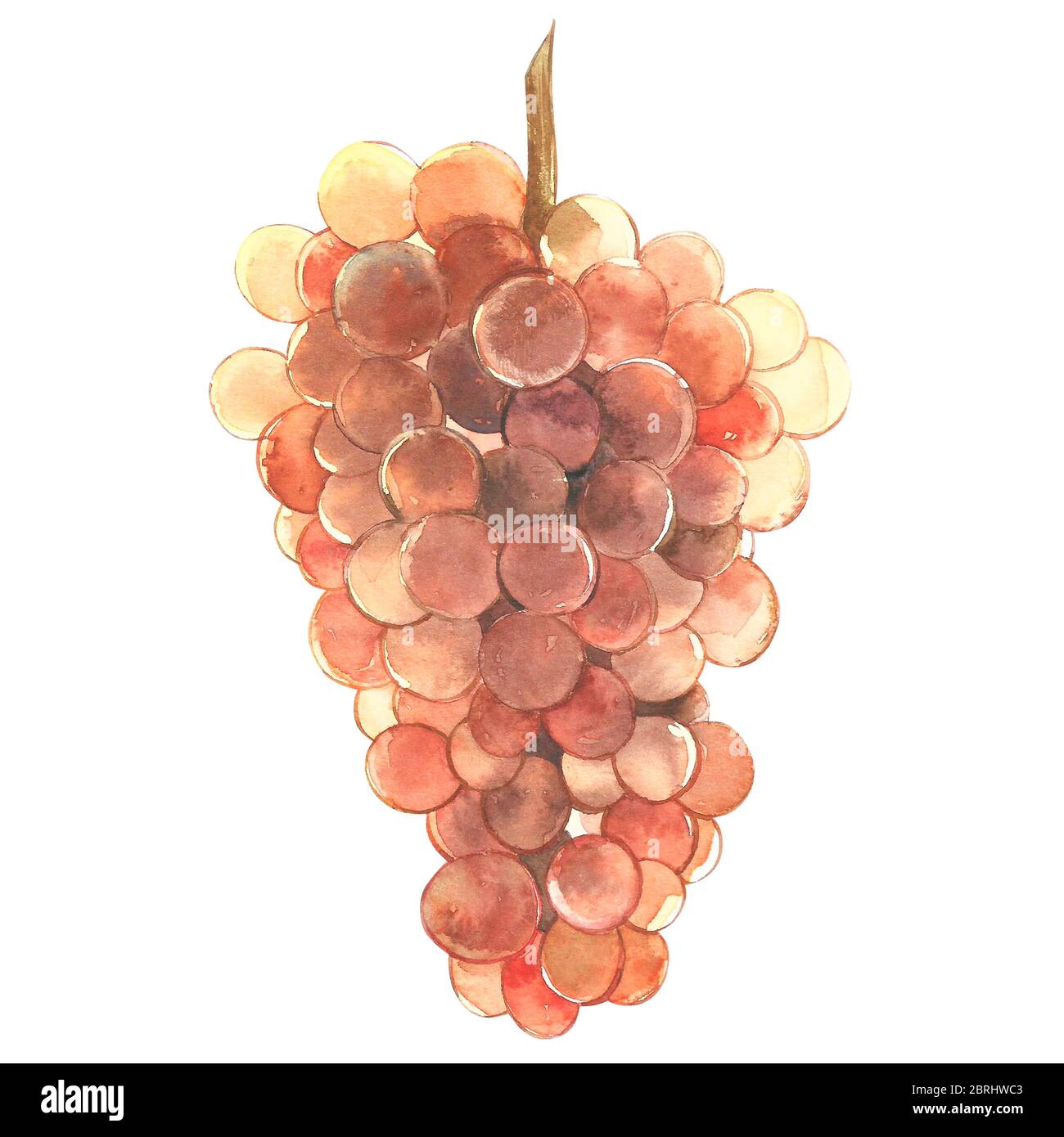 Watercolor illustration of bunches of white grapes. Hand drawn ...