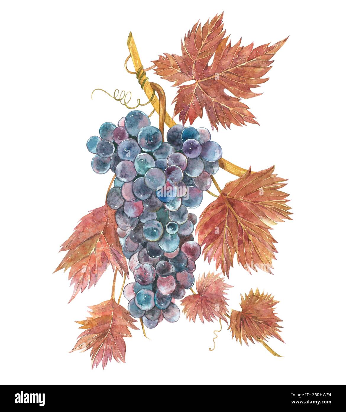 Watercolor illustration of bunches of grapes. Hand drawn watercolor ...