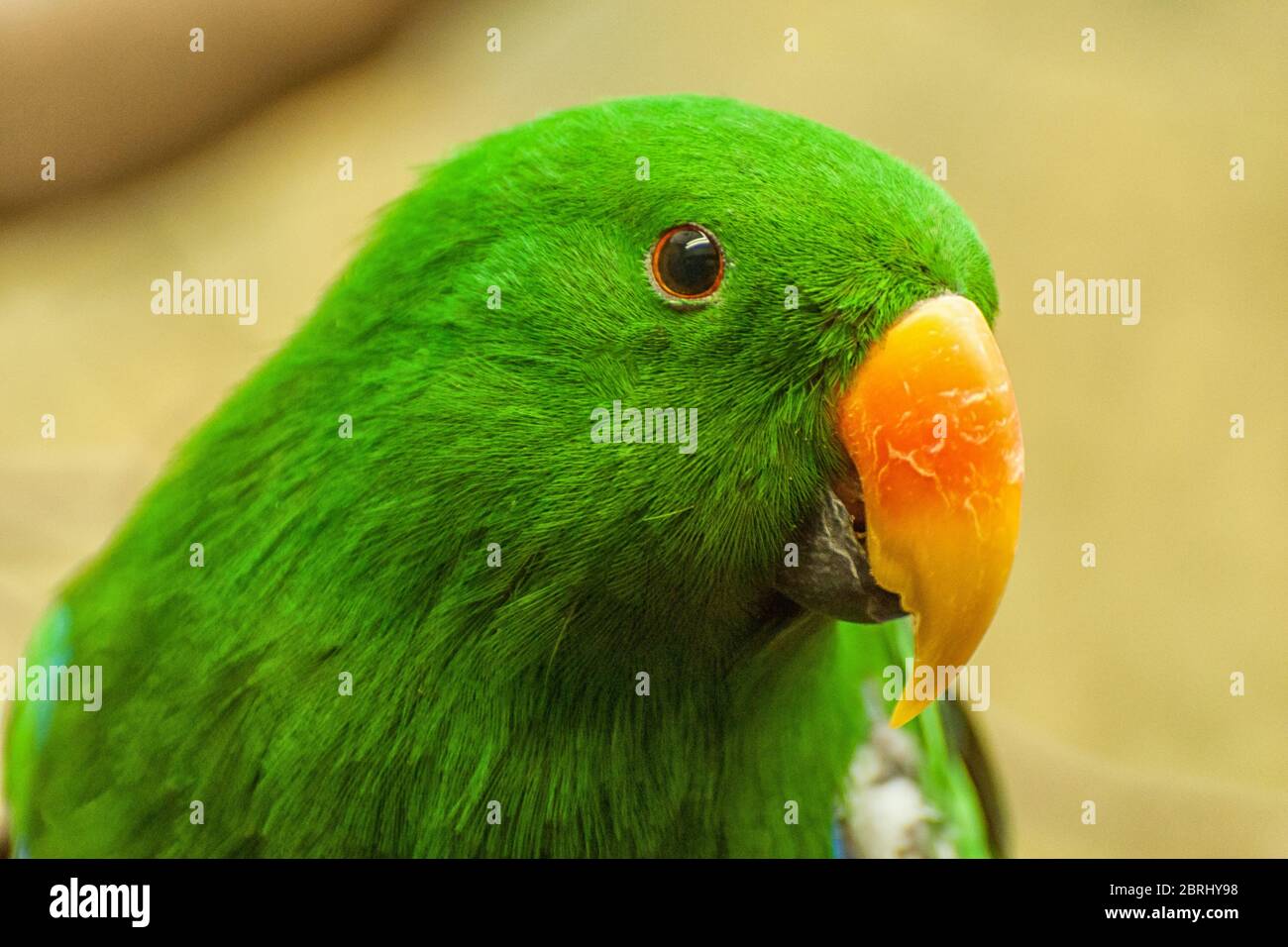 Side view bright red parrot hi-res stock photography and images - Alamy