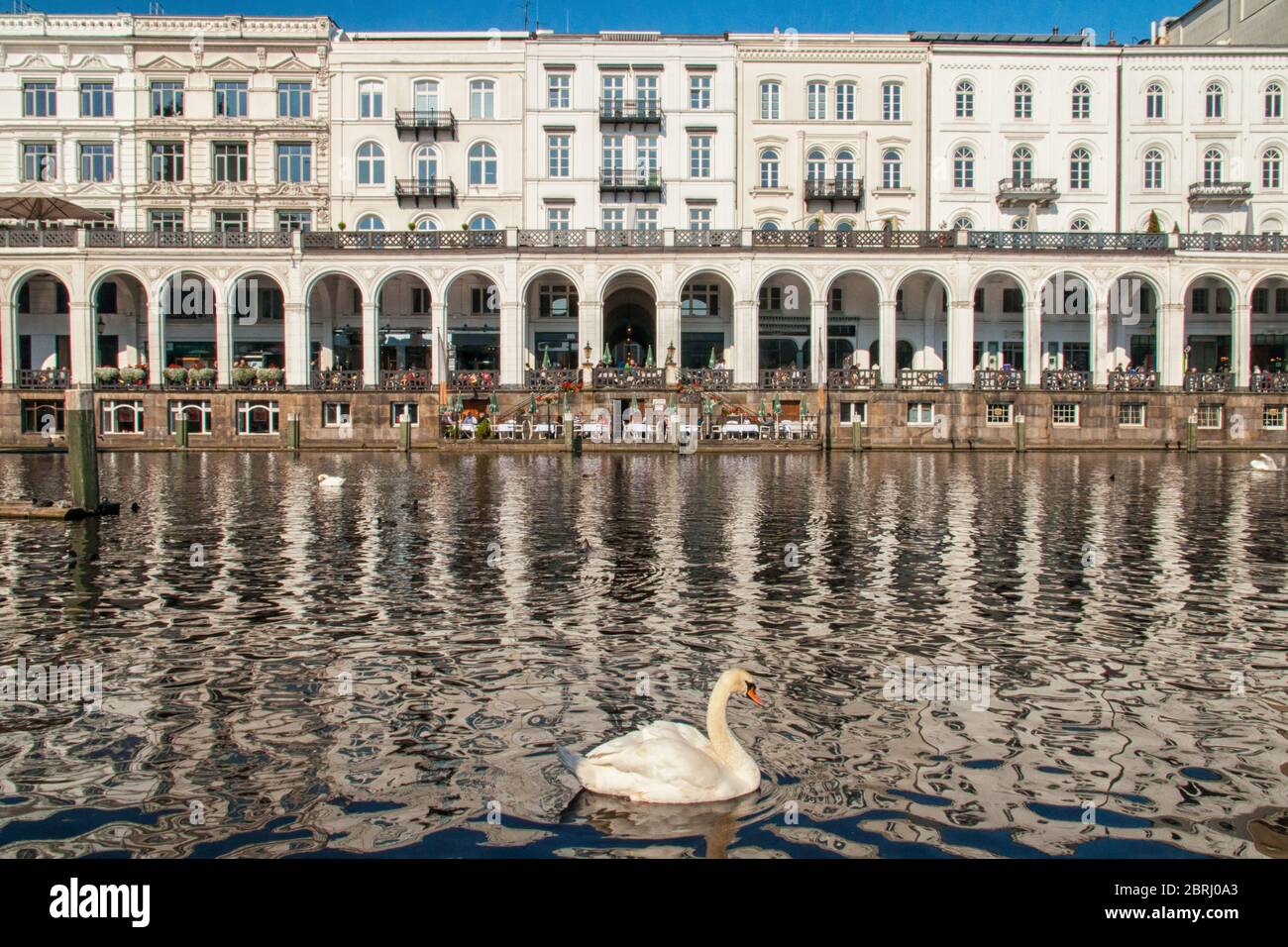 A swan in front of the Alster Arcades in Hamburg Stock Photo - Alamy