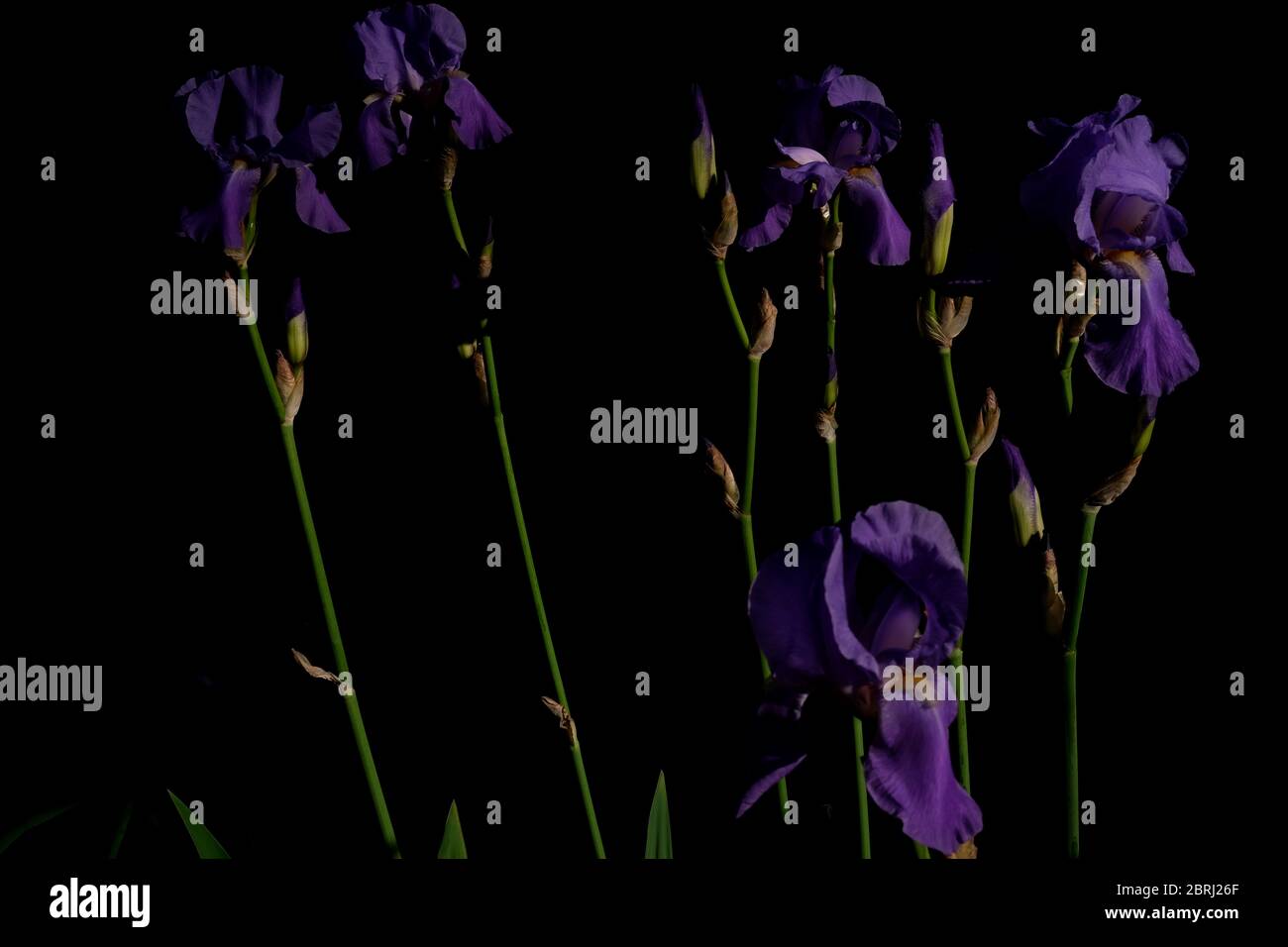 Iris Croatica High Resolution Stock Photography and Images - Alamy