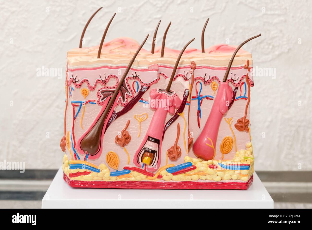 Human Skin Cross Section High Resolution Stock Photography and Images ...