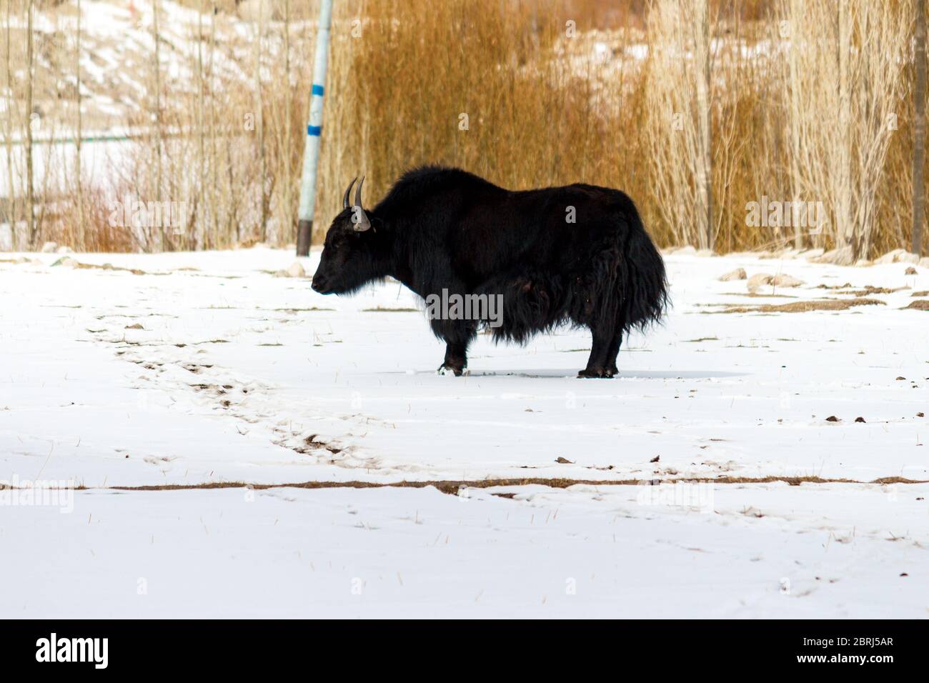 Wildlife in Ladakh in India - A wild black fur yak is roaming around ...