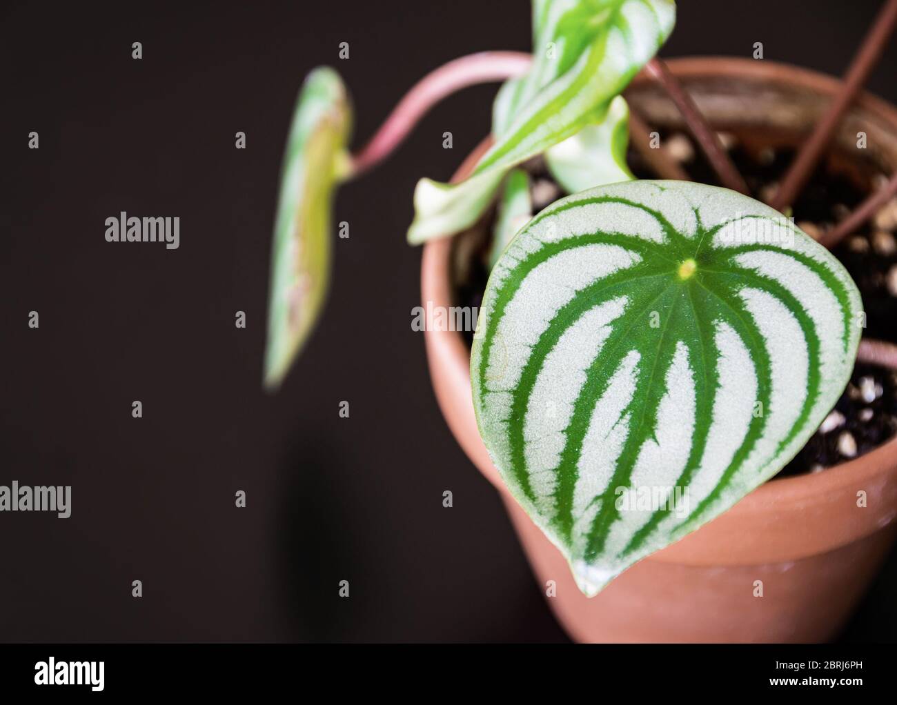 Peperomias hi-res stock photography and images - Alamy