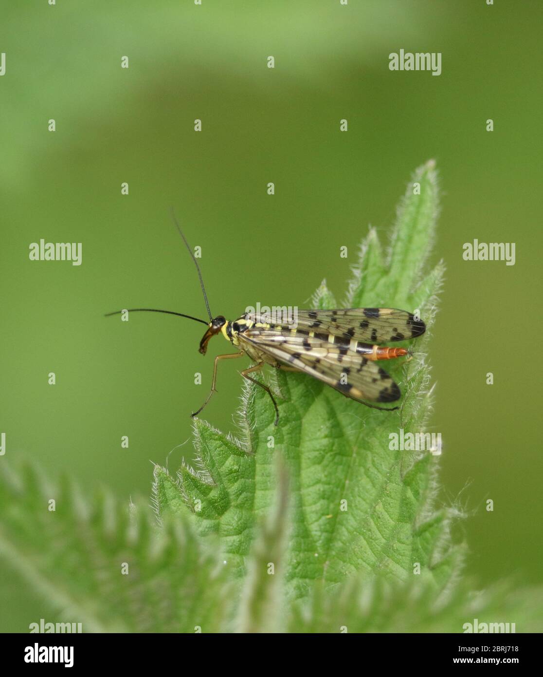 A hunting female Scorpion Fly, Panorpa communis, perching on a stinging ...