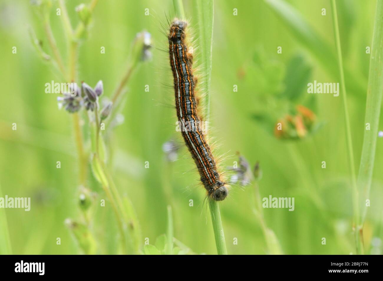 Caterpillar lackey moth hi-res stock photography and images - Alamy