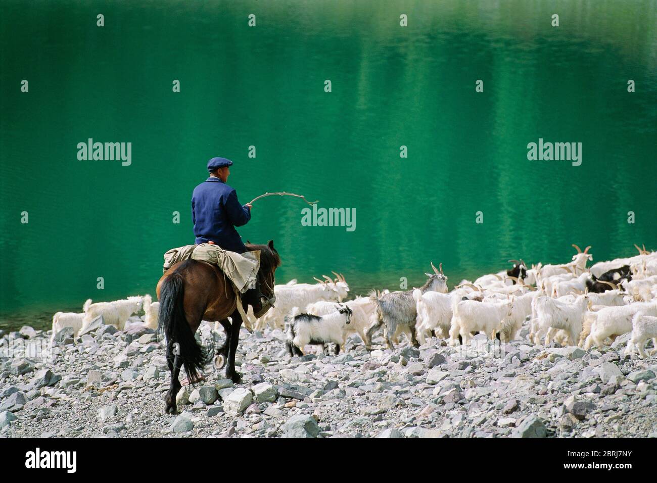 Goat Herder, Heavenly Lake of Tianshan, Xinjiang Province, China Stock ...
