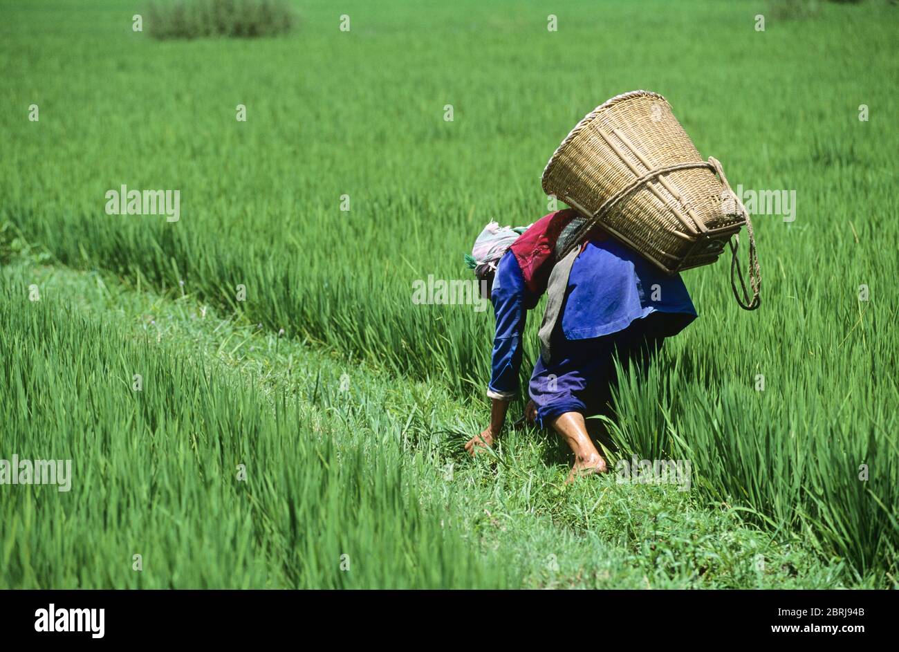 Chinese Rice Field Workers