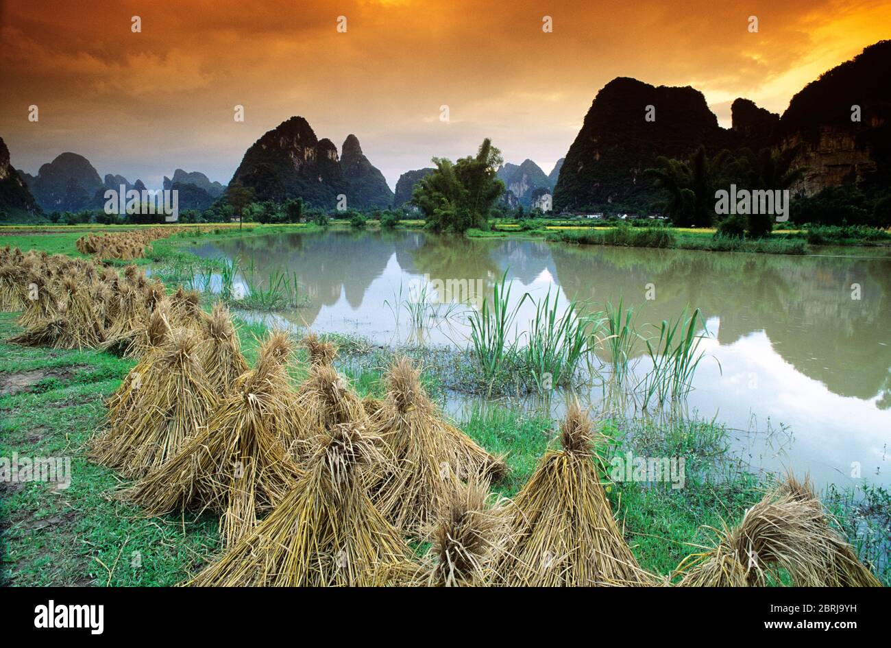 Rice Field near Yangshuo, Guangxi Province, China Stock Photo - Alamy