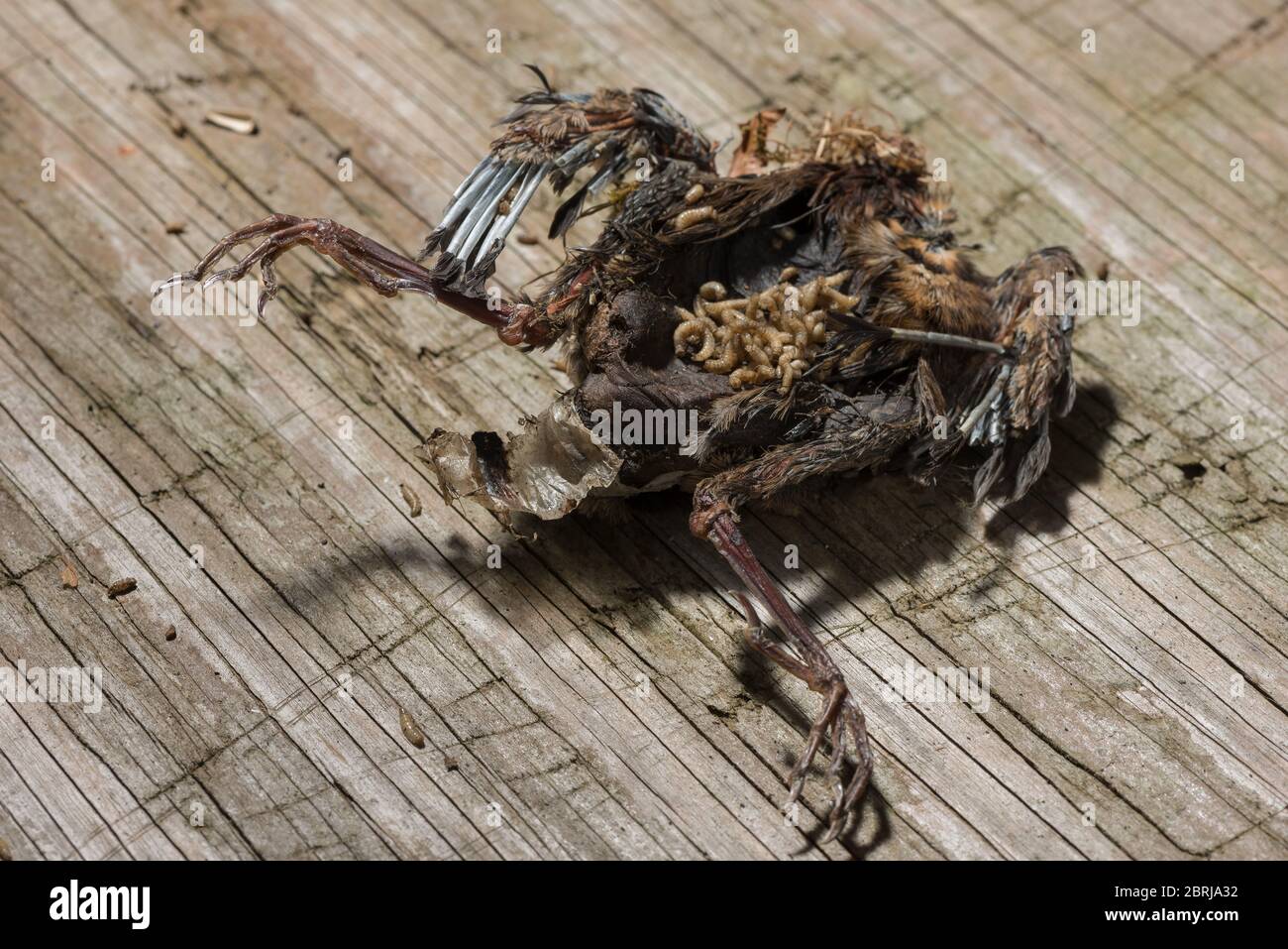 Decomposing Human Body Maggots