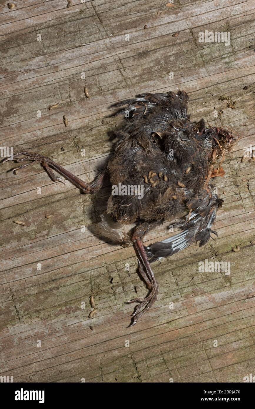 Decomposing remains of Eurasian jay bird seething in a mass of ...