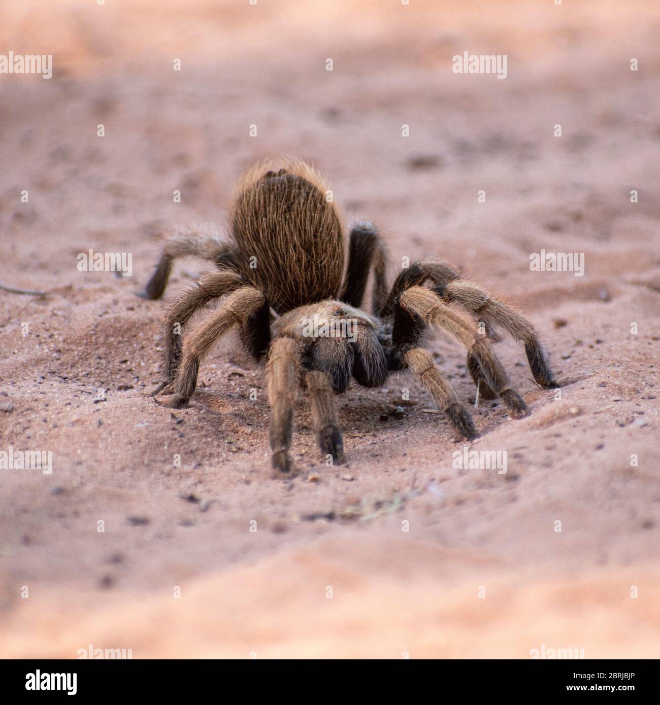 Desert tarantula hi-res stock photography and images - Alamy