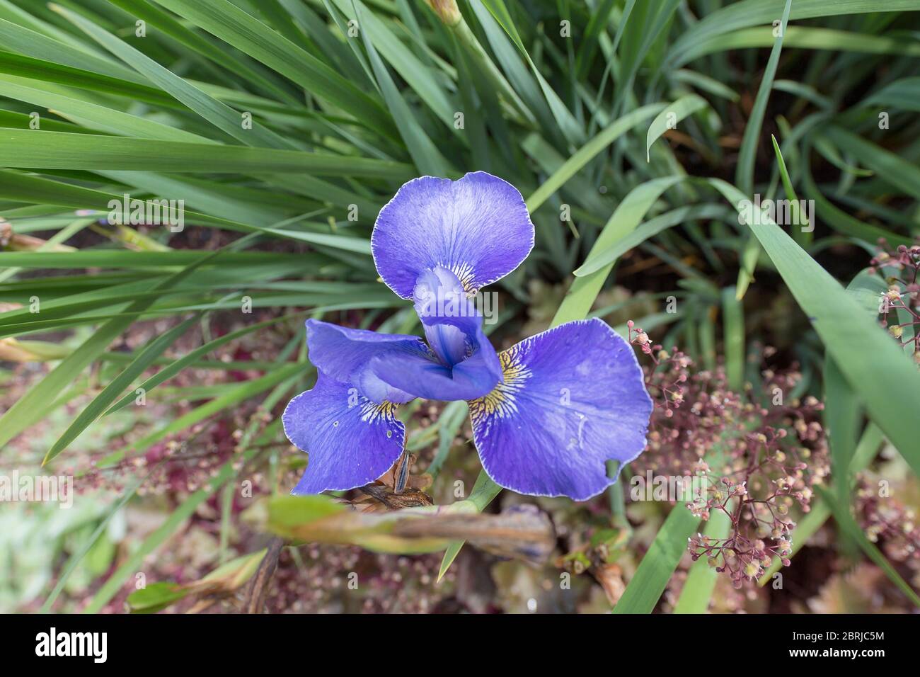 Close up brown iris hi-res stock photography and images - Alamy