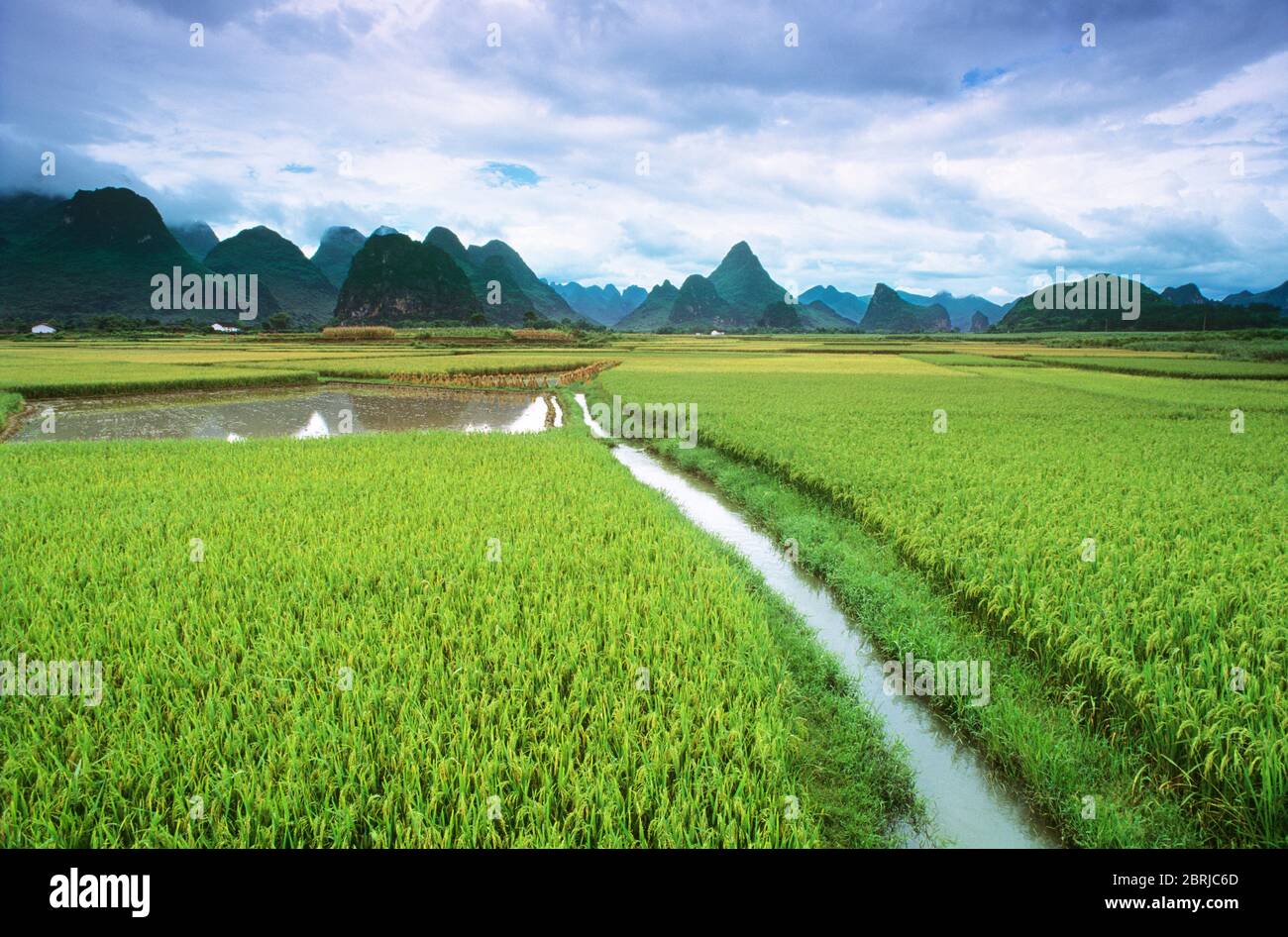 Rice Field near Yangshuo, Guangxi Province, China Stock Photo - Alamy