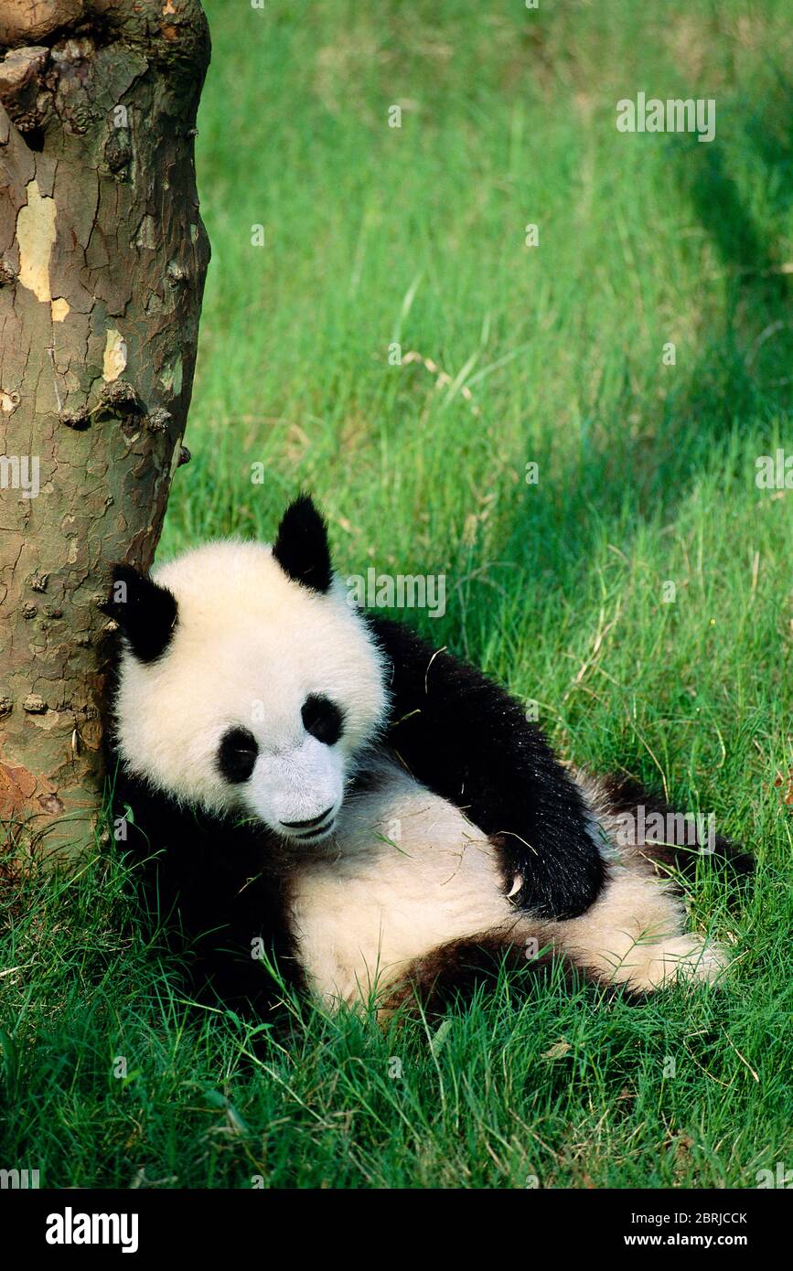 Giant Panda, Sichuan Province, China Stock Photo - Alamy