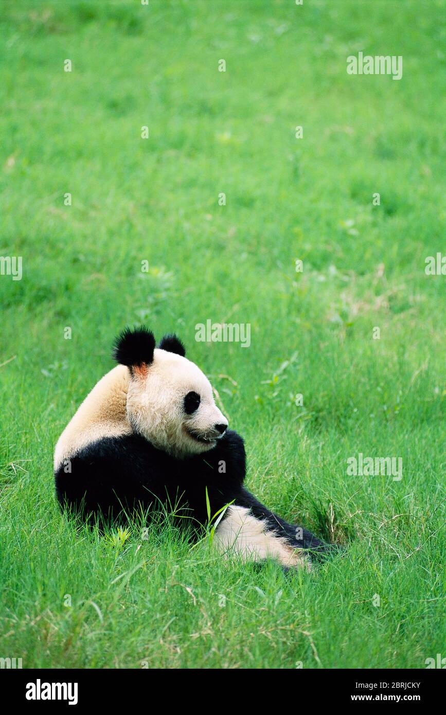 Giant Panda, Sichuan Province, China Stock Photo - Alamy