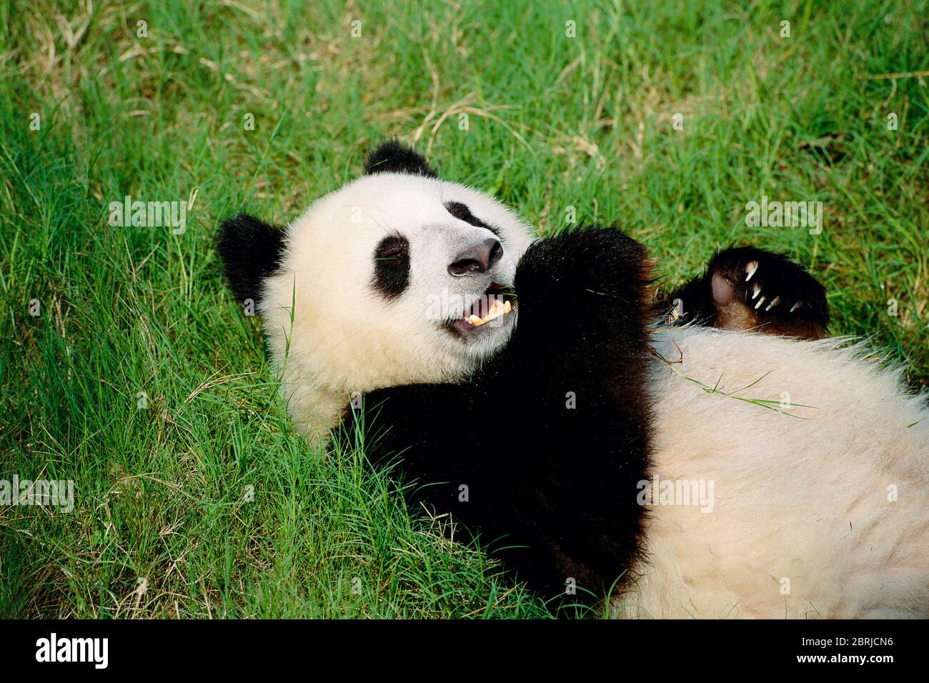 Giant Panda, Sichuan Province, China Stock Photo - Alamy