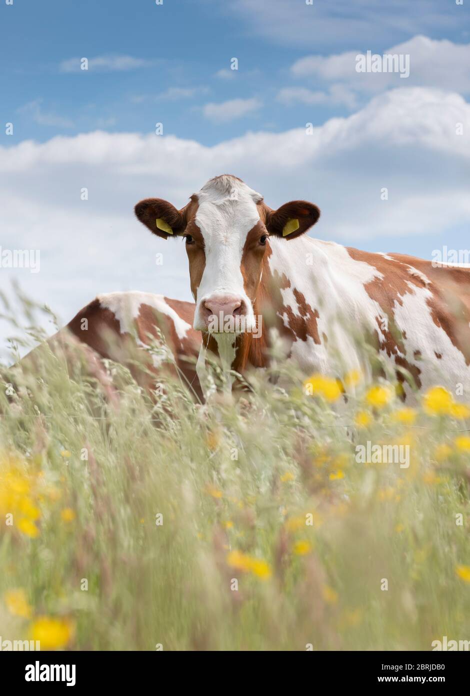 red and white spotted cow in meadow with yellow buttercup flowers Stock ...