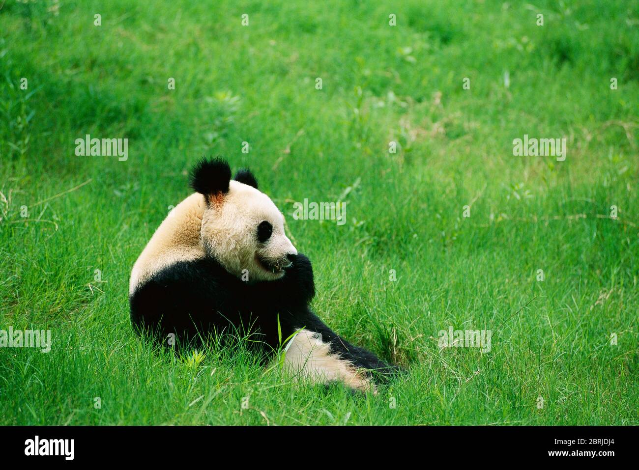 Giant Panda, Sichuan Province, China Stock Photo - Alamy