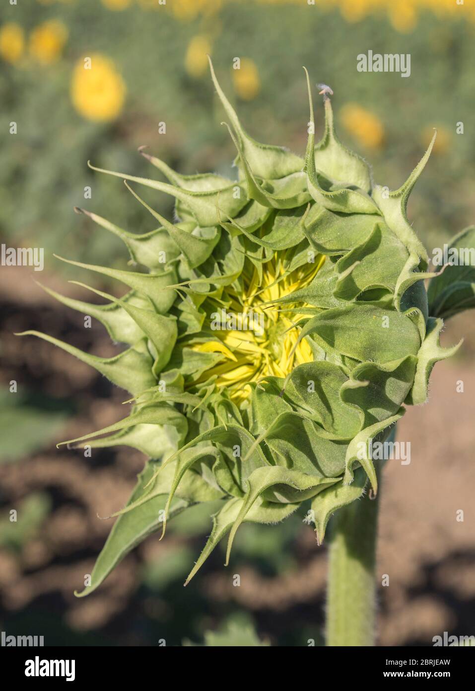 Grown sunflower hi-res stock photography and images - Alamy