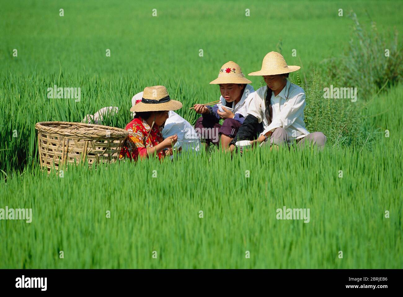 People in a rice field, Yunnan Province, China Stock Photo - Alamy