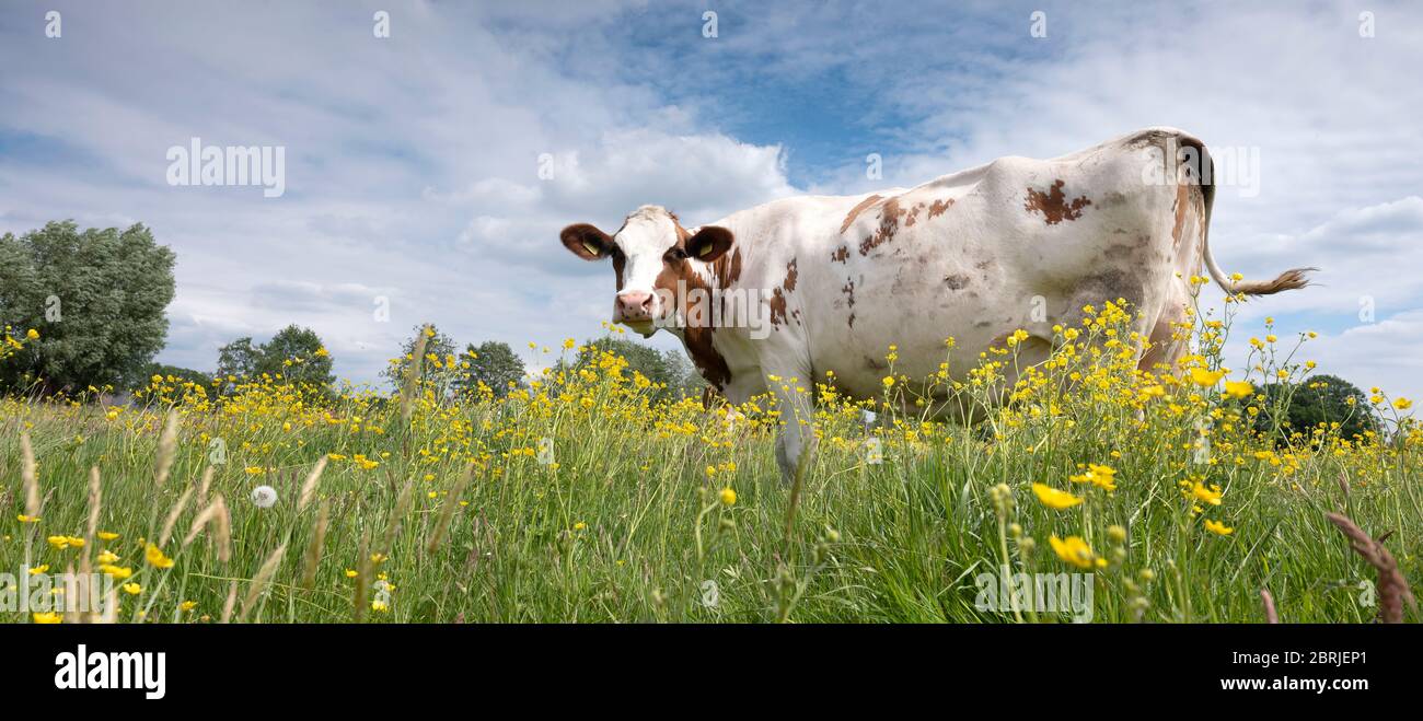 red and white spotted cow in meadow with yellow buttercup flowers Stock ...