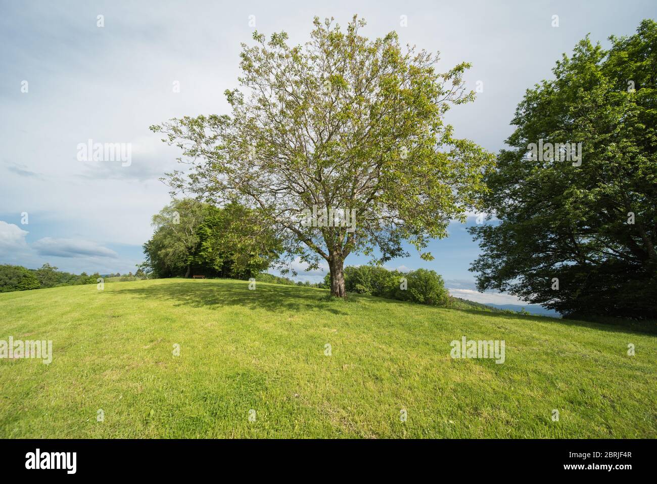 nut tree in nature Stock Photo - Alamy