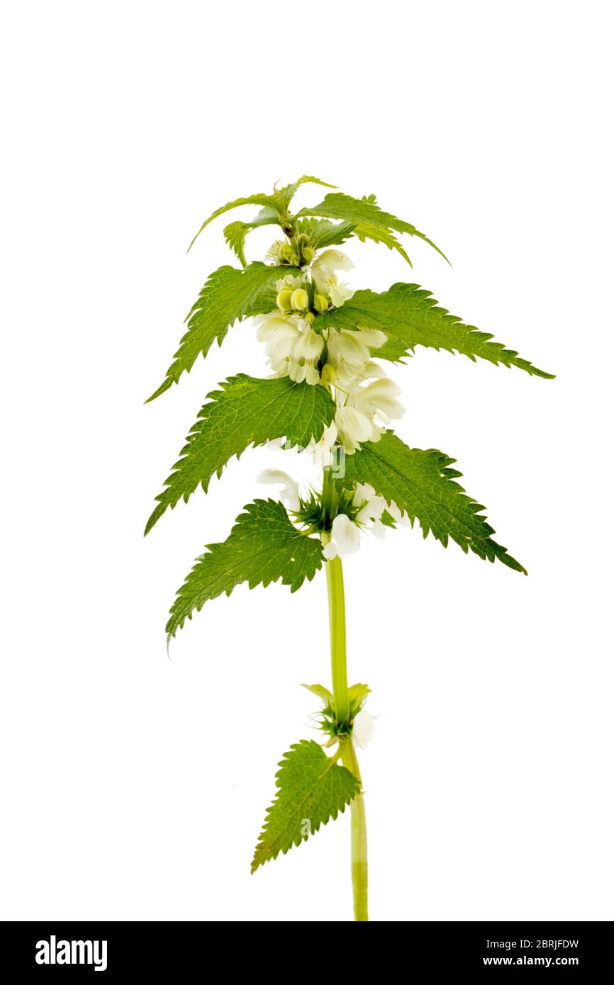 Nettle isolated on a white background. Save work path. Juicy nettle ...